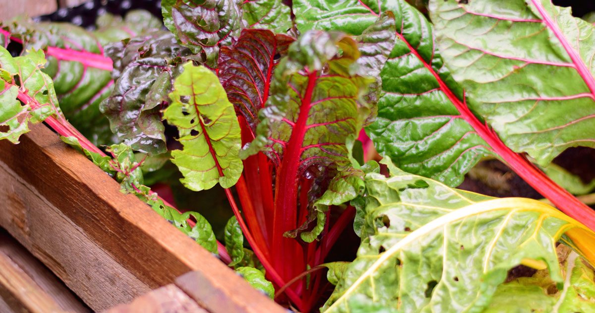 Mangold haltbar machen: 3 einfache Tipps und Tricks