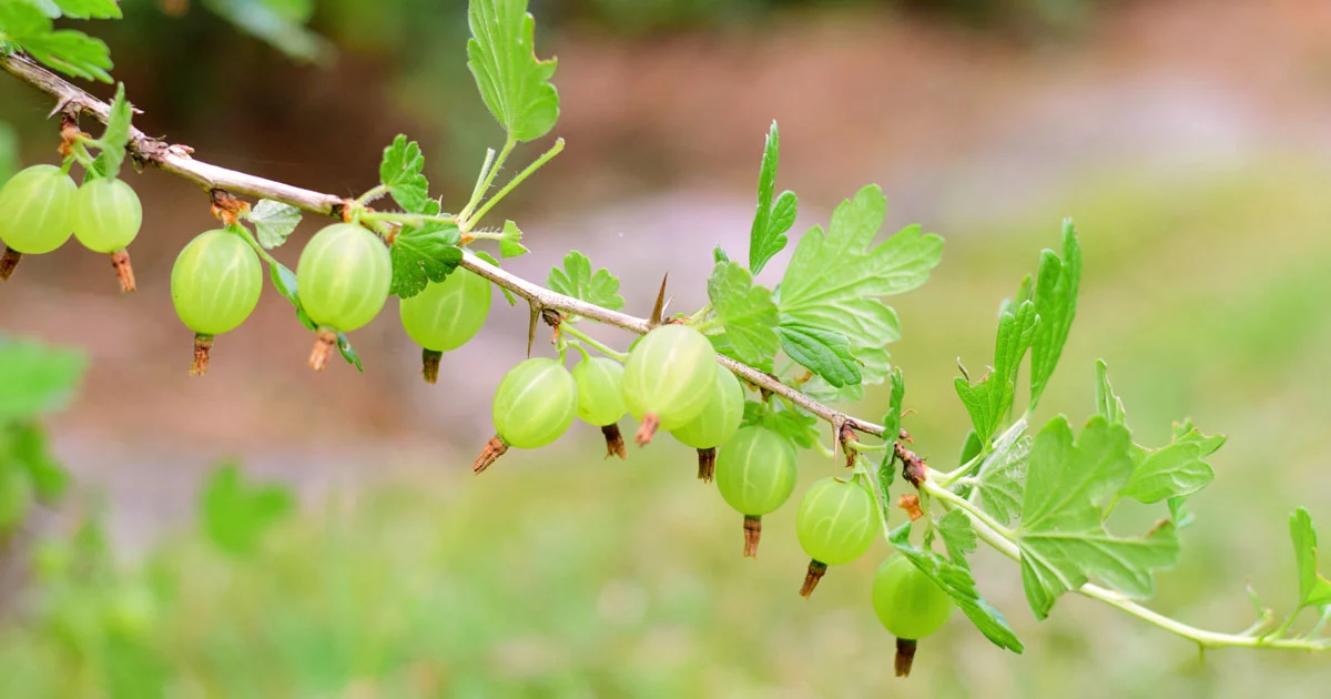 5 Gründe, warum Stachelbeeren gesund sind! | Kleine Prise